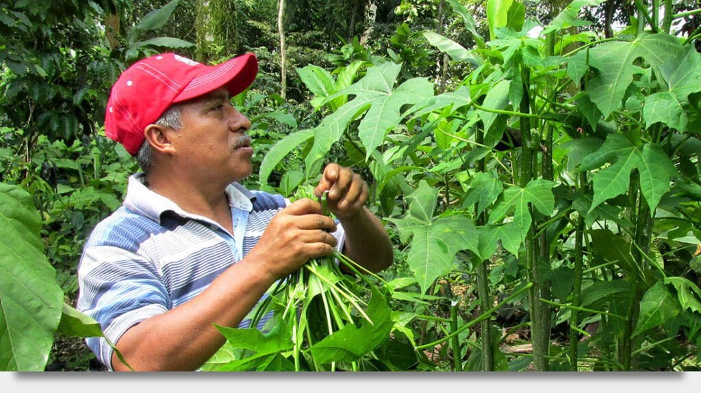 Seeds for a Future - A Unique Food Security Program in Guatemala
